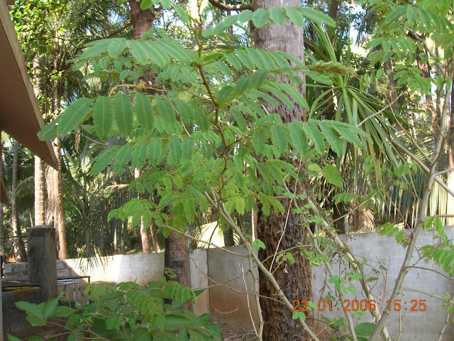 Karingali / Karingali vaka -k-ka-kari-(Dark catechu, Cutch tree ...