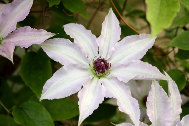 Mes passions: Clematis 2010