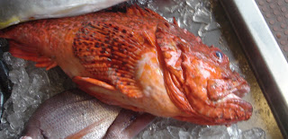 Ictiologia - Universidade dos Açores: Rocaz