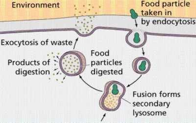 ENDOCITOSE ~ Biomais Katia Queiroz
