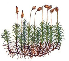 Briófitas ~ Biomais Katia Queiroz