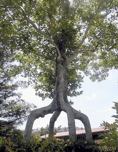 Amazing Things in World: Weird Trees from around the world