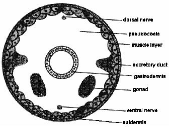 Aschelminth - Alchetron, The Free Social Encyclopedia