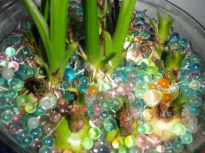 Xing Fu: AUSPICIOUS NGA KU PLANT