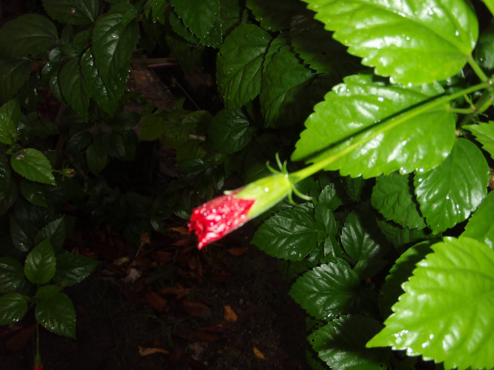Xing Fu WHAT TO DO WITH THE BUDS OF HIBISCUS Xing Fu WHAT TO DO WITH THE BUDS OF HIBISCUS