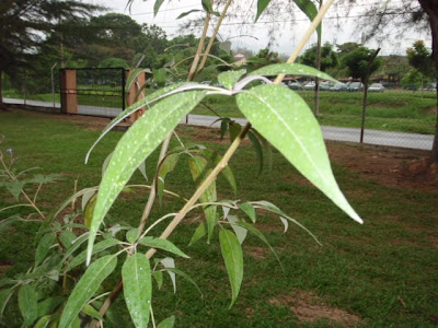 Xing Fu: LEMUNI PLANT