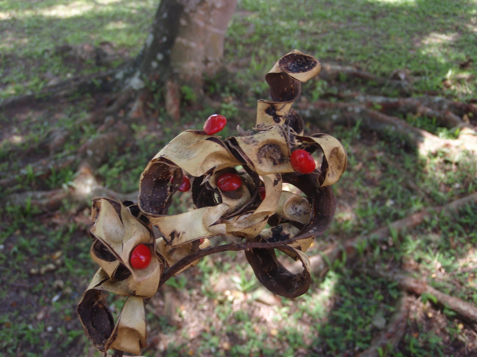 Xing Fu: MEDICINAL USE OF THE SAGA TREE