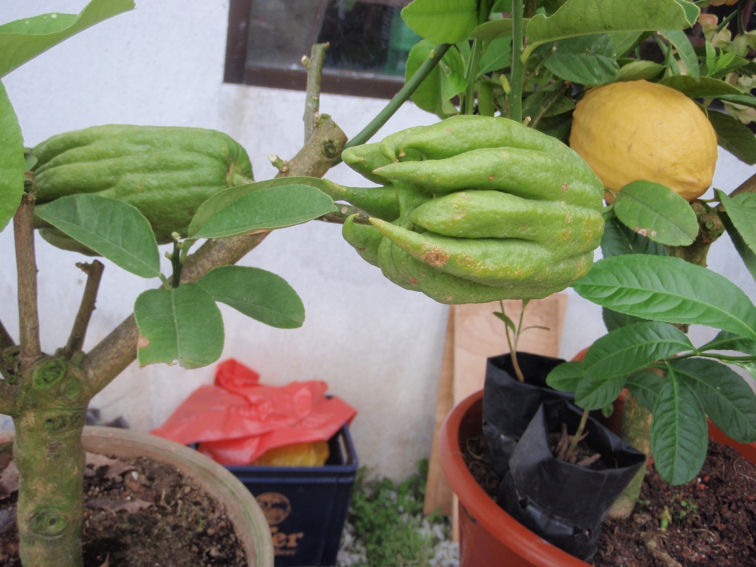 Xing Fu: HAND OF BUDDHA FRUIT