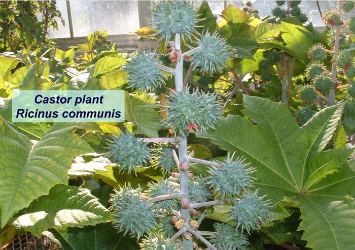 eduinfo: Ricinus communis(castor oil)