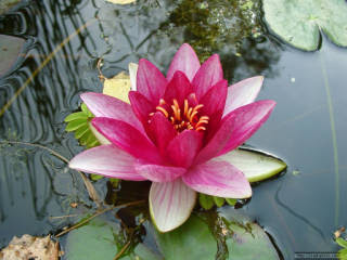 sayuri: significado de sayuri