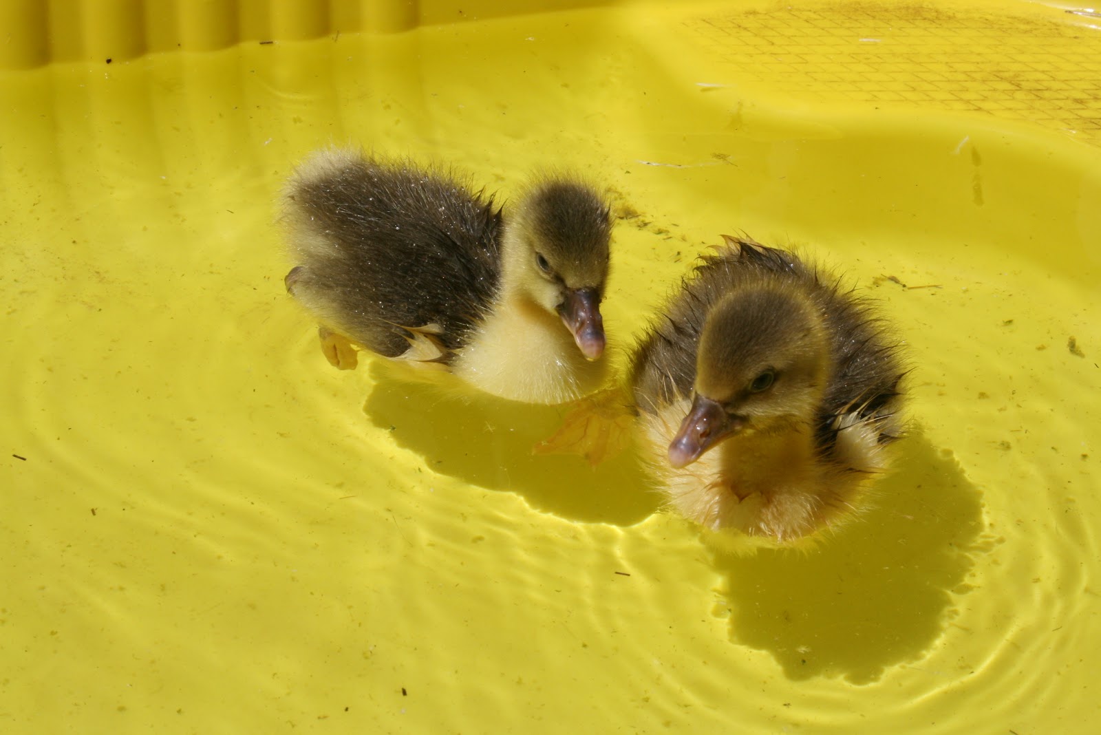 Raising Chooks and Ducks.: Gosling - First Bath in the duck bath!