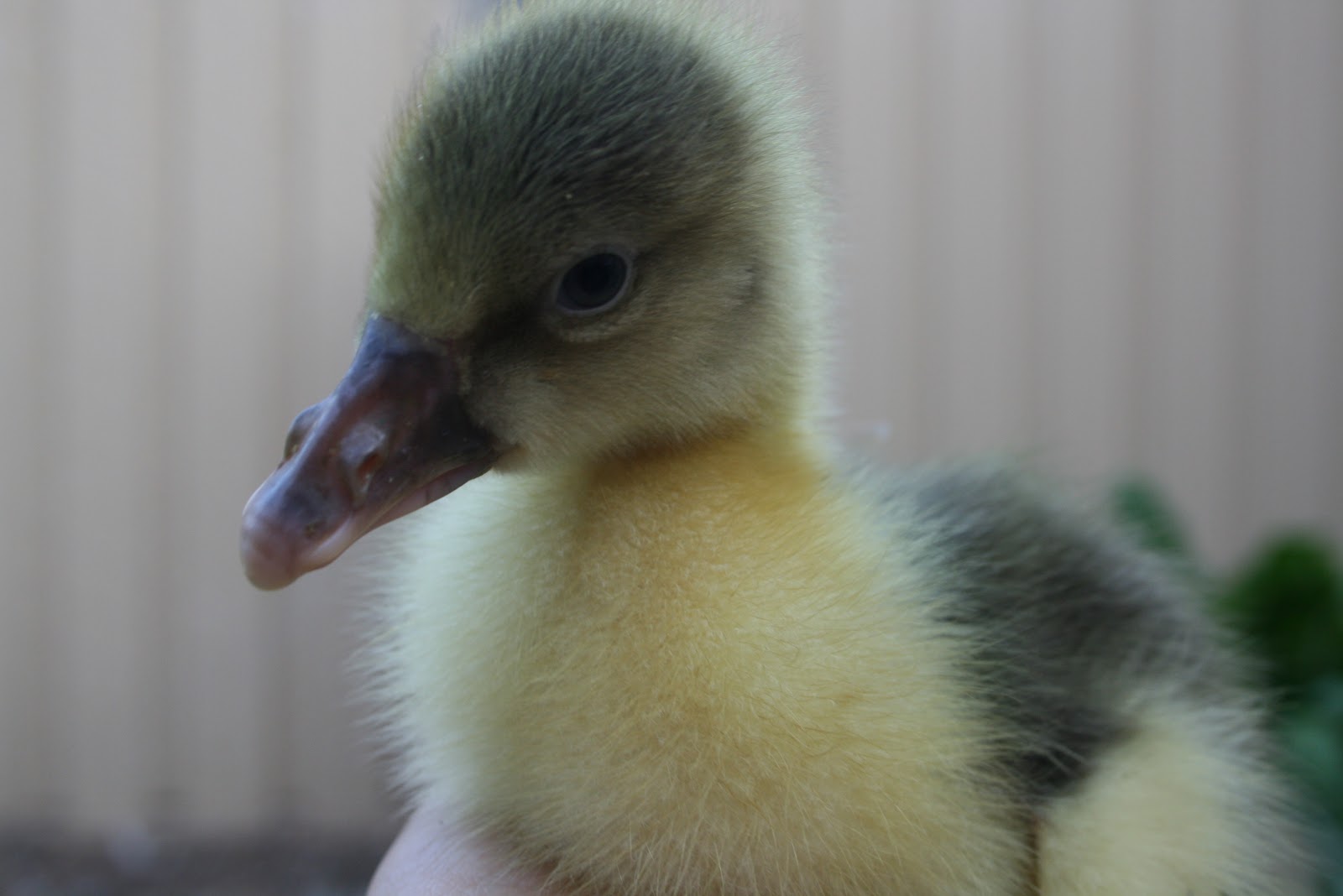 Raising Chooks and Ducks.: Gosling - 2 weeks old
