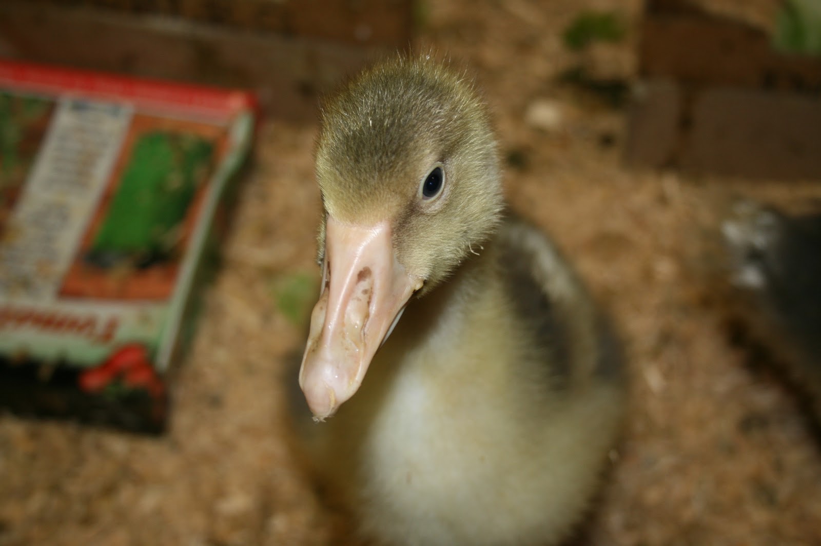 Raising Chooks and Ducks.: Gosling - 4 weeks old