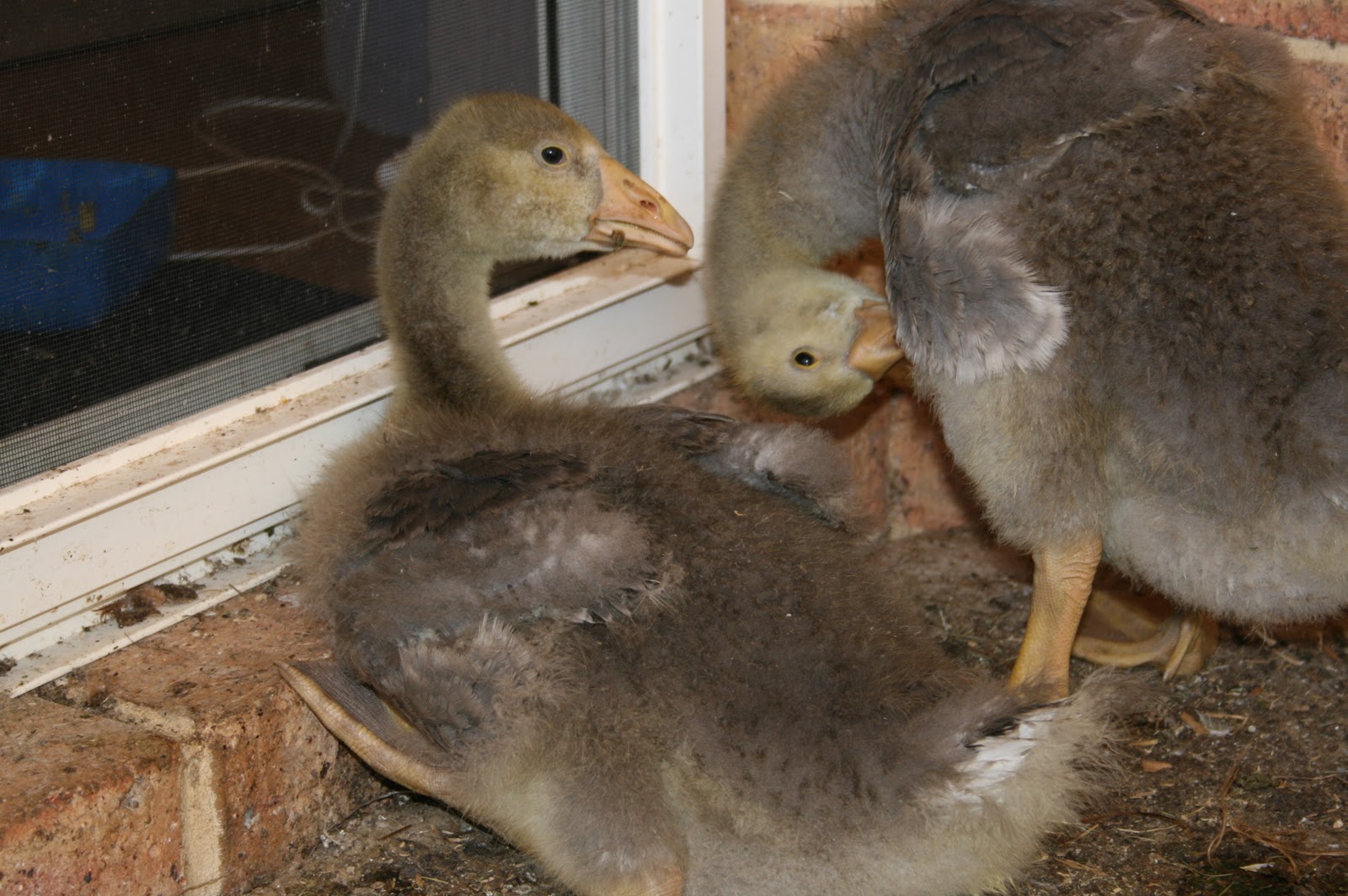 Raising Chooks and Ducks.: Gosling 5 weeks old!