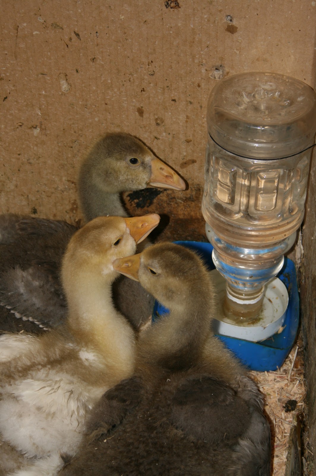 Raising Chooks and Ducks.: Gosling 5 weeks old!