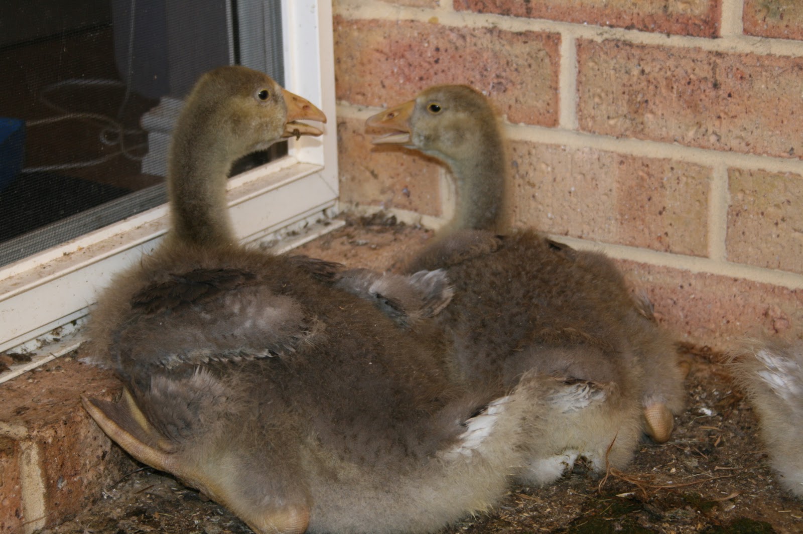 Raising Chooks and Ducks.: Gosling 5 weeks old!