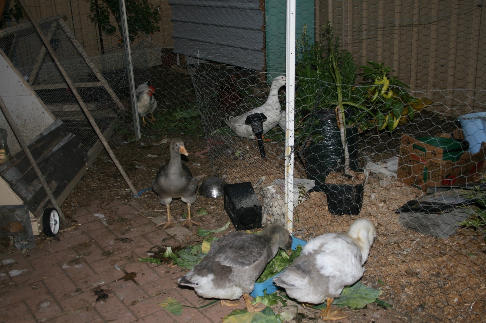 Raising Chooks and Ducks.: Goslings - 6 weeks old