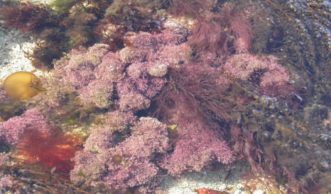 Meiofauna Perú: Marine Taxonomy and Habitat Survey (Short Course)