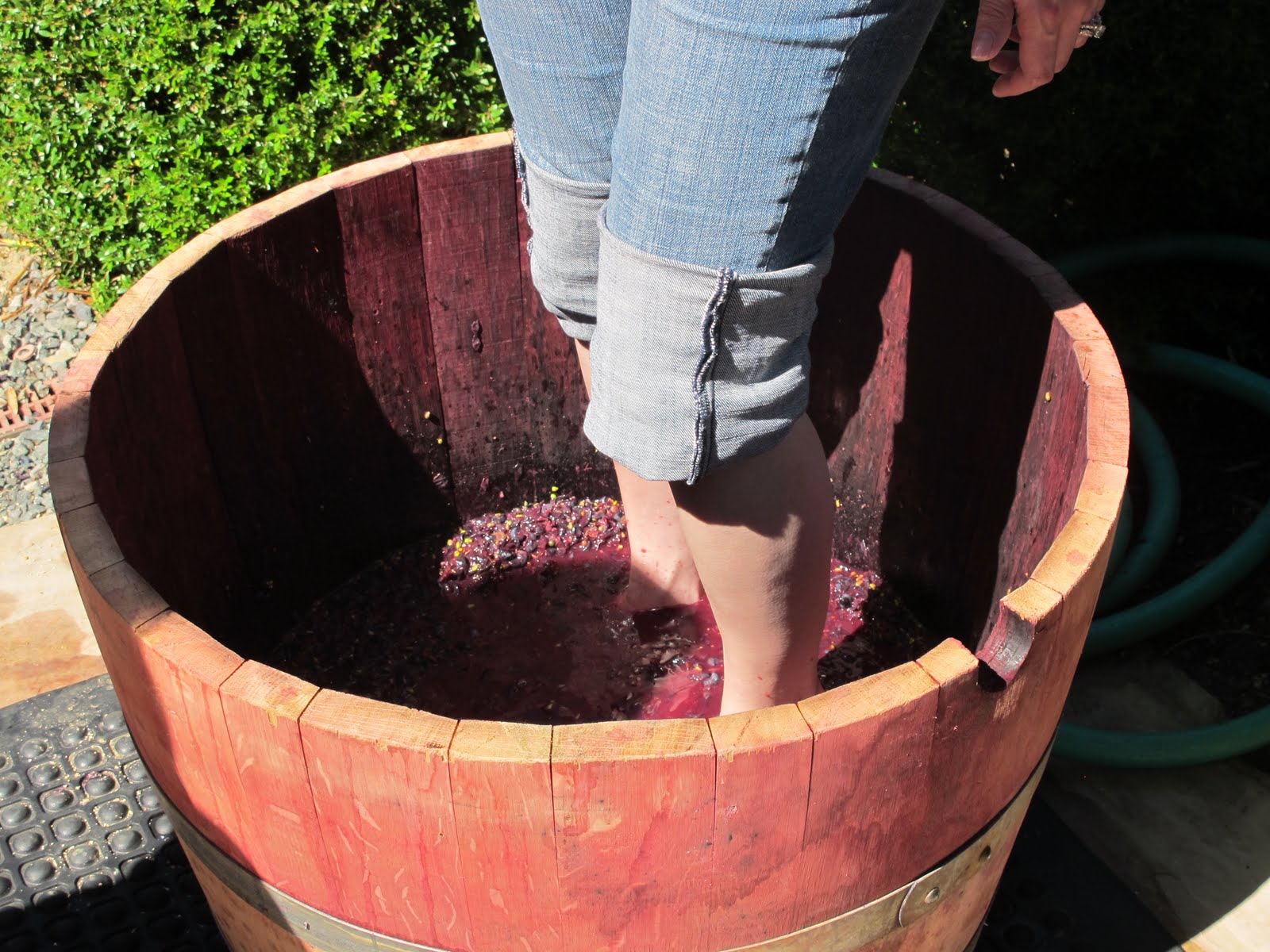 Classy Eats: Wine tasting and grape stomping at Grgich Hills Estate ...