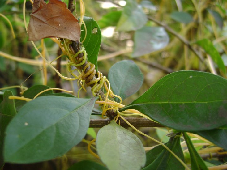 Herbologia Mística: Cipó-Chumbo