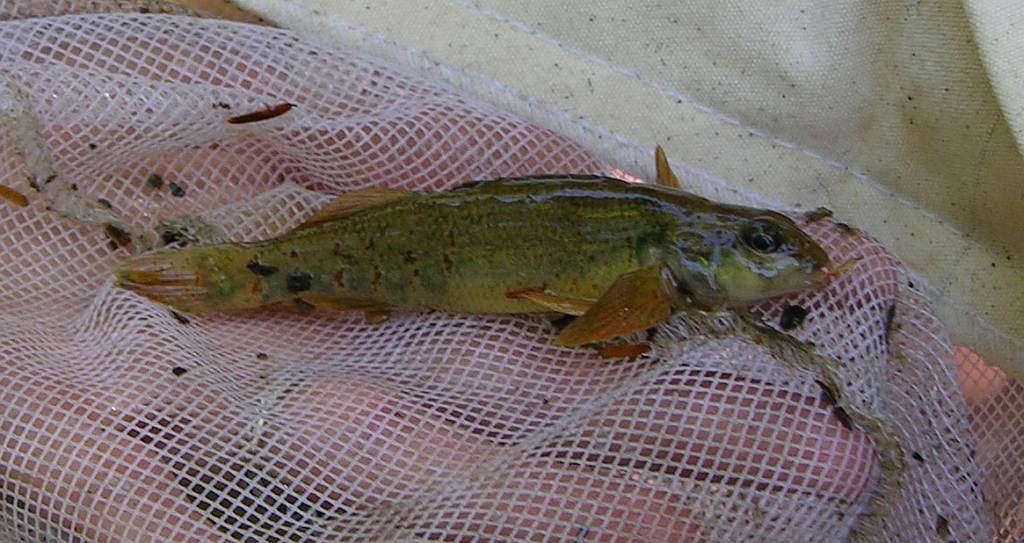 Captina Creek: Nature Walk on the Warfield Property
