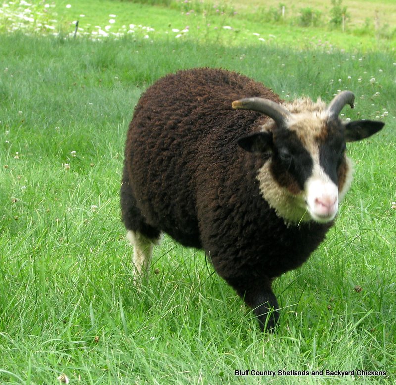 A Shepherd's Voice: Saturday Sheep ~ Silly Sheep ~ Sunday Thoughts...