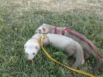 tipos de hurones y cuidados: CARACTERÍSTICAS DE LOS HURONES: