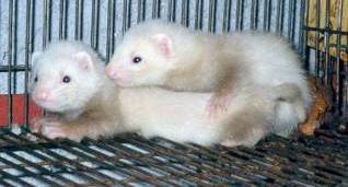 tipos de hurones y cuidados: CHAMPAGNE O SIAMÉS