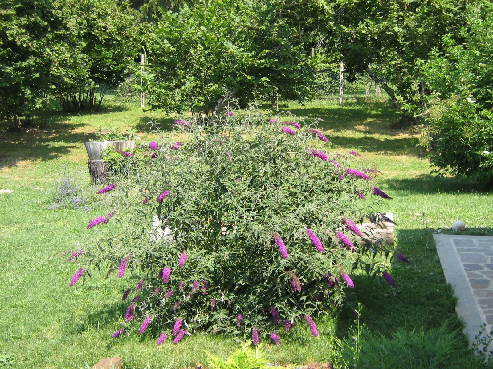 Il giardino sul lago: Buddleia Davidii Pink Delight