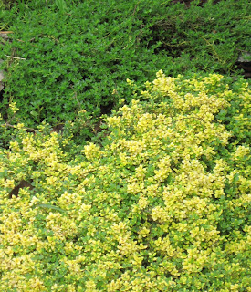 Il giardino sul lago: 2010