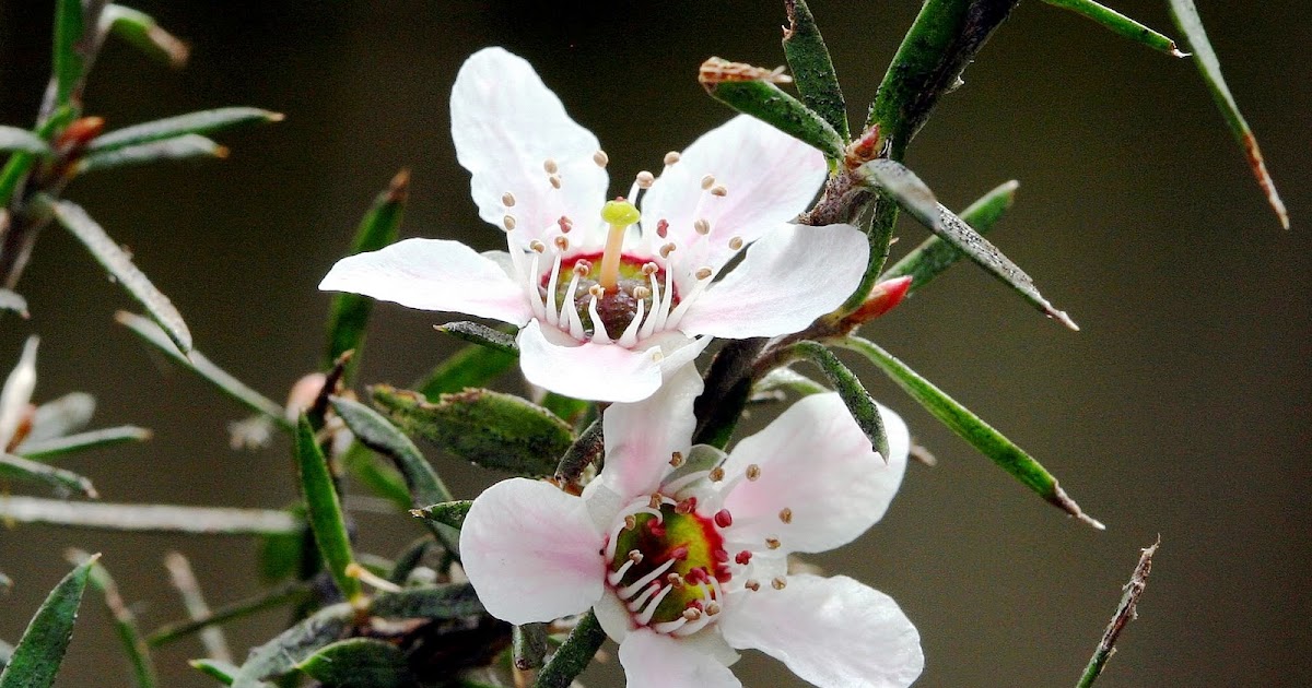 Botany word of the day : Andromonoecious: With male and bisexual or ...