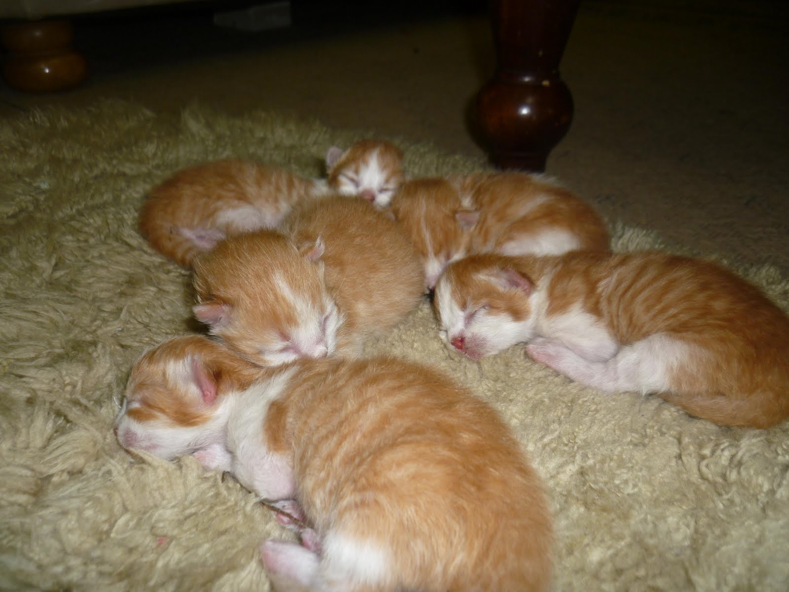 Kucing Utara: Kelahiran dan tumbesaran anak kucing