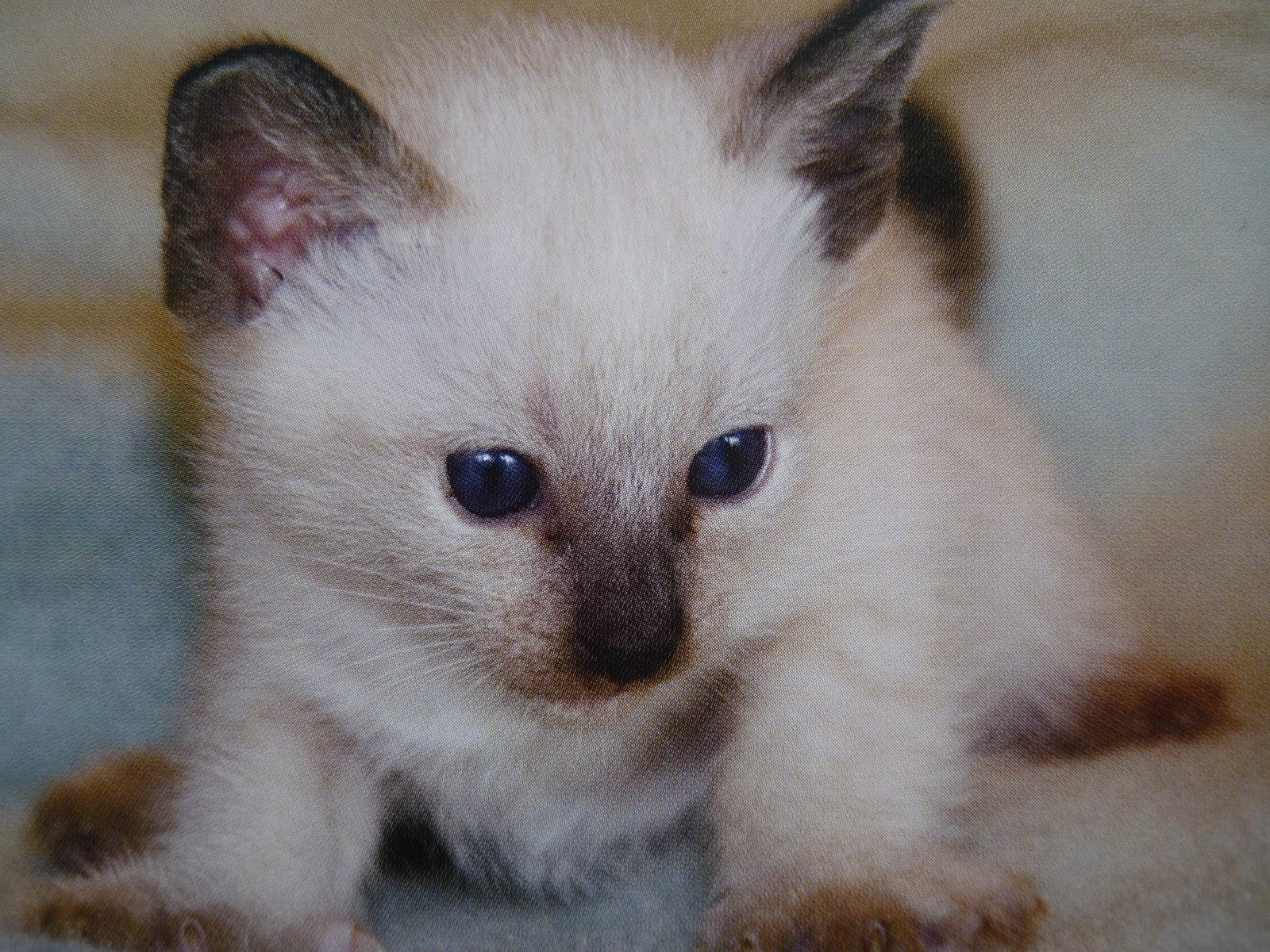 Kucing Utara: Kucing Siamese