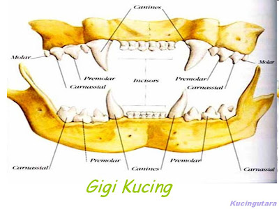 Kucing Utara: Kucing Sakit gigi