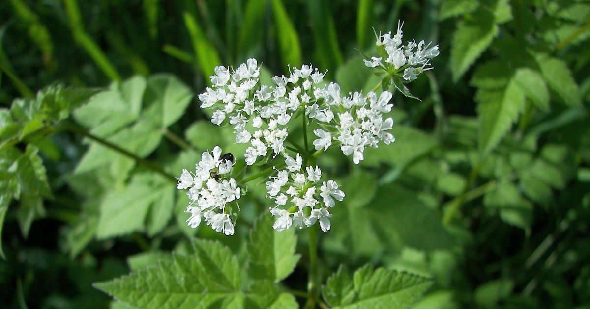 The Ohio Nature Blog: Sweet Cicely, Osmorhiza longistlis