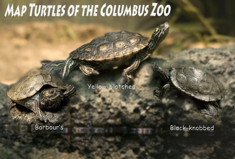 The Ohio Nature Blog: Map Turtles of Columbus