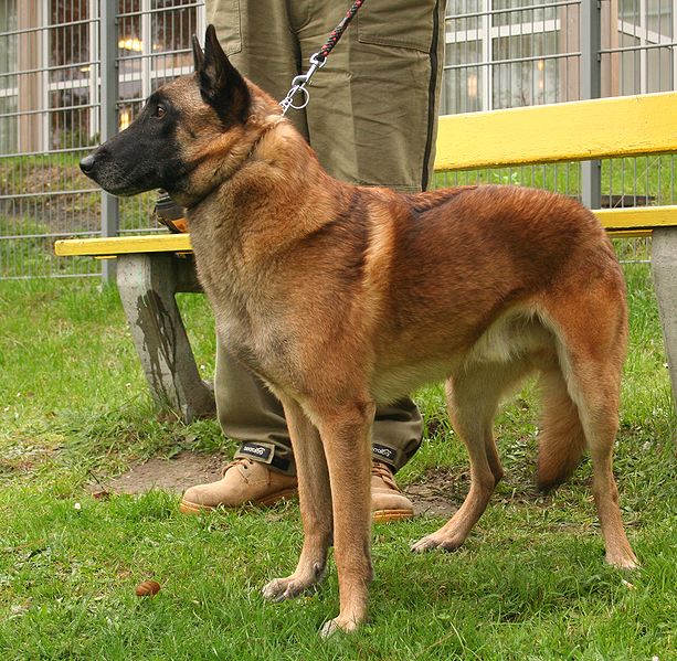 Military Analysis: Malinois.