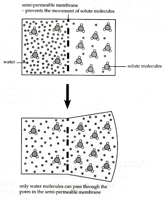 Panitia Biologi SMK St Mark: 3.1 Movement of Substances Across The ...