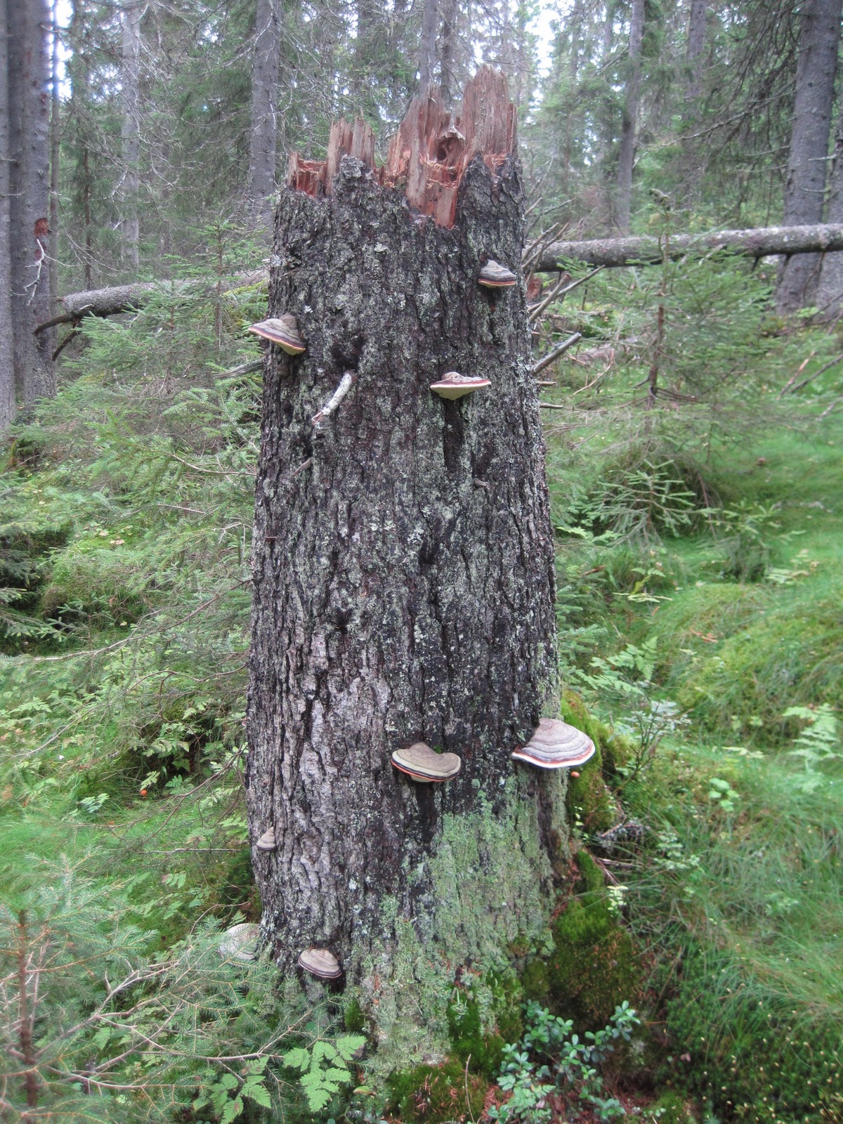 gamle elg og sølvreven