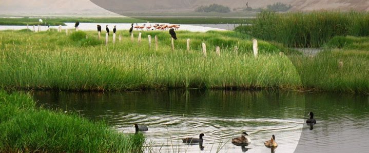 Nueva vida en Ite | Perú País Minero – Sociedad Nacional de Minería ...