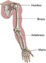 PRINCIPALES HUESOS DEL CUERPO HUMANO: BRAZO