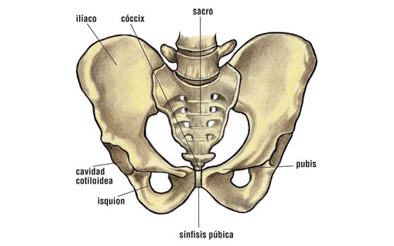 PRINCIPALES HUESOS DEL CUERPO HUMANO: SACRO