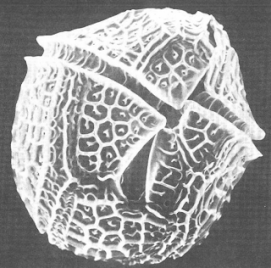 Division Pyrrophyta: Caracteristicas Generales