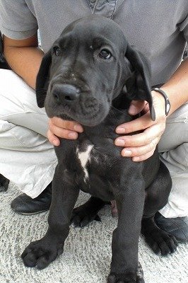 Great Dane Puppies Grow Very Large ~ Popular Dog Breeds