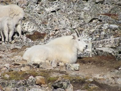The Smoky Mountain Hiking Blog: Hiker killed by mountain goat versus my ...