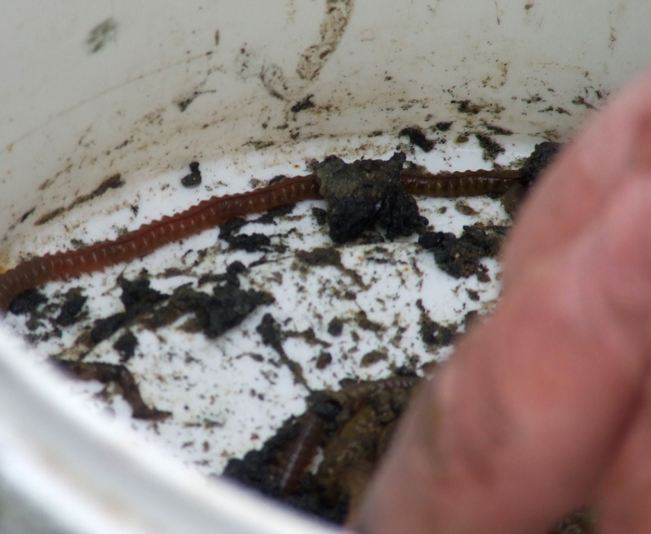 Sussex Marine Wildlife Jottings: Family Fun Day Rock Pooling Event ...