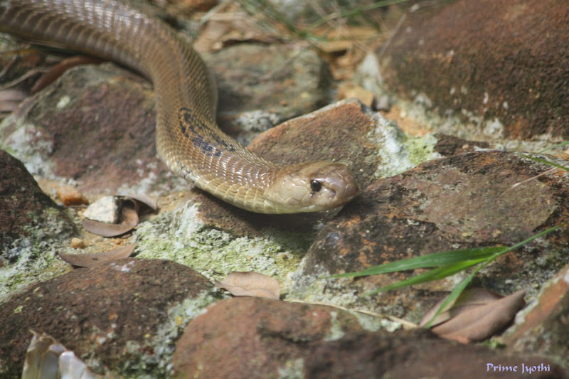 Prime Photos: August 2009