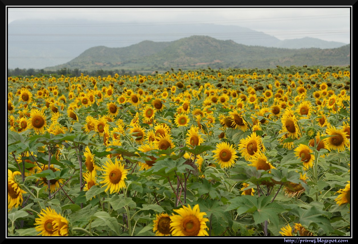 Prime Photos: Sunflower farm