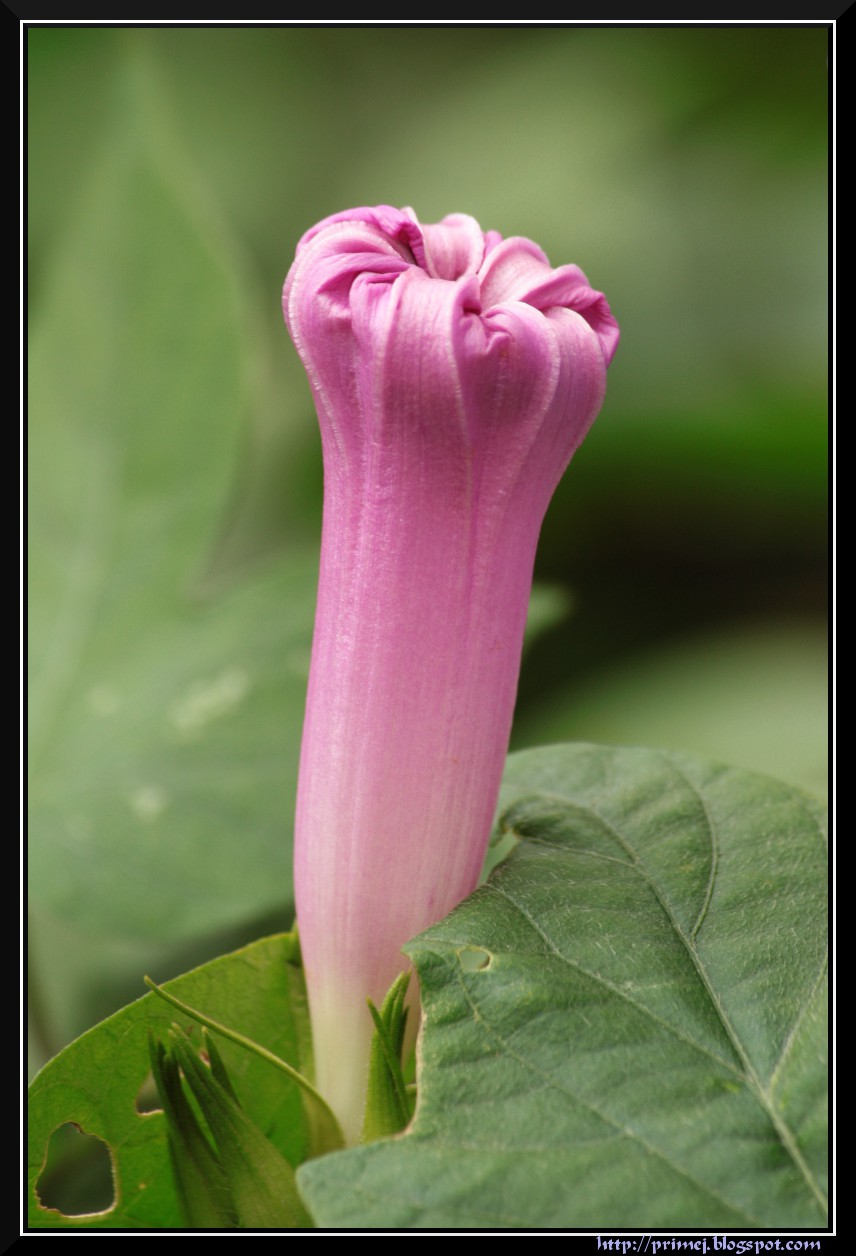 Prime Photos: November 2010