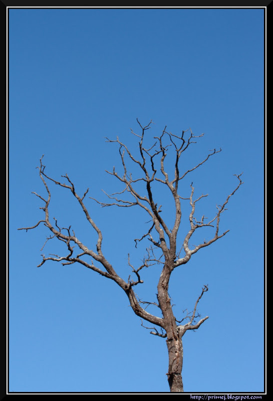 Prime Photos: February 2011